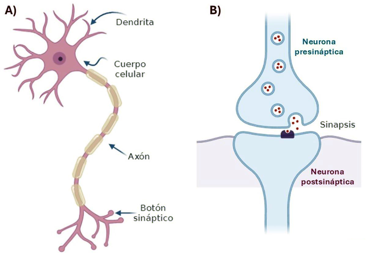 Los caminos que comunican al cerebro